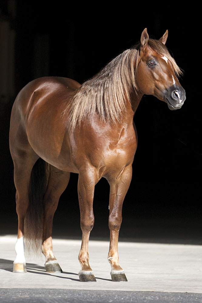 Two Top NRHA Sires Cross Million Dollar Milestones - NRHA