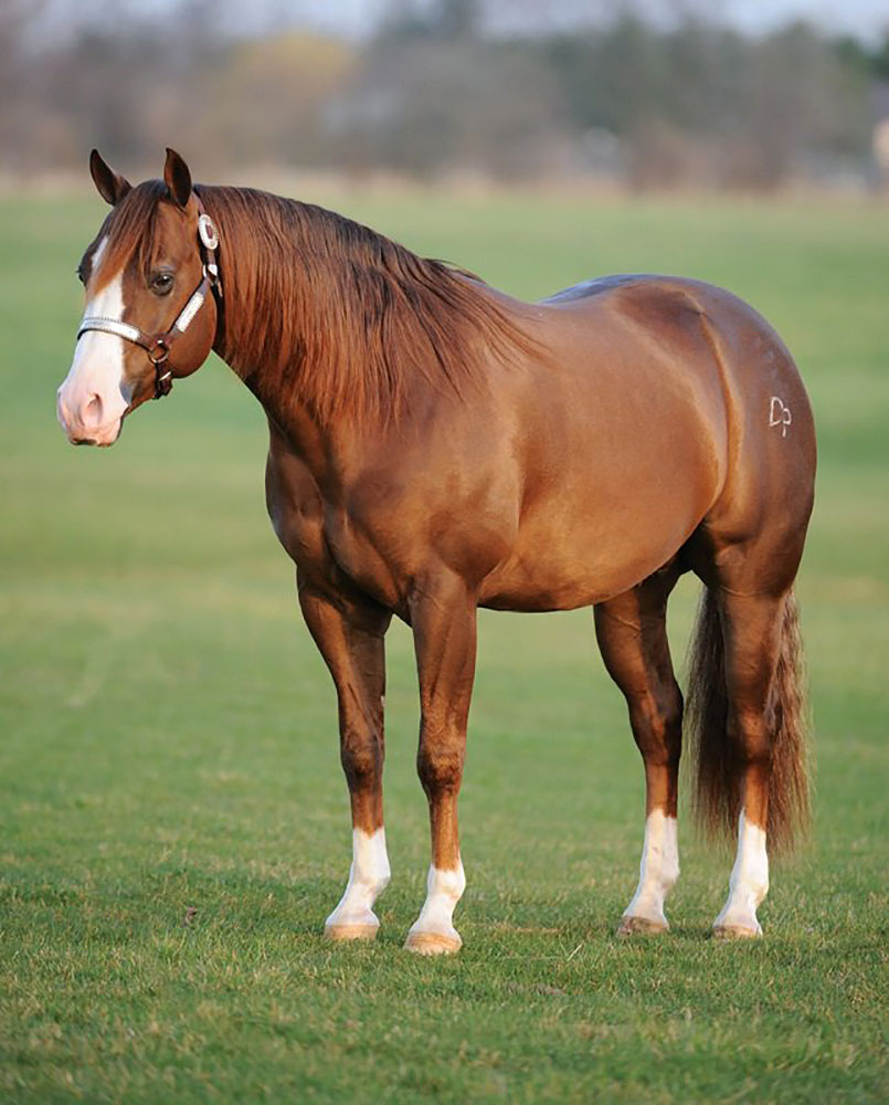 Gunnatrashya Soars Past NRHA $5 Million Sire Milestone - NRHA