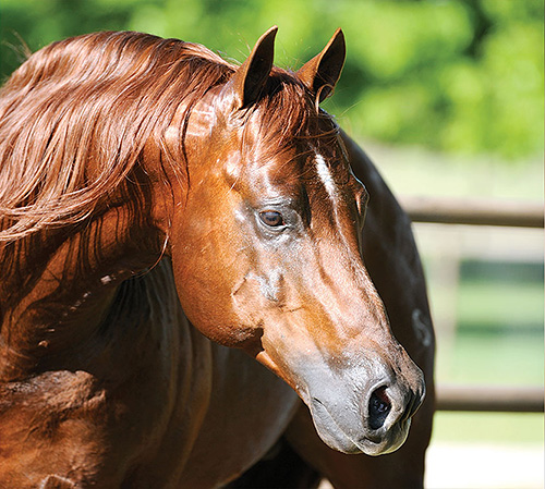 Smart Spook & Shiners Voodoo Dr Pass NRHA Million Dollar Sire ...