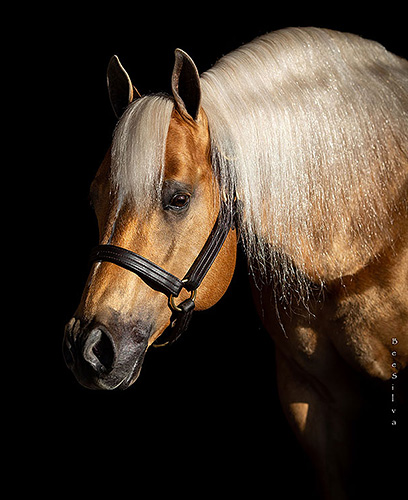 Smart Spook & Shiners Voodoo Dr Pass NRHA Million Dollar Sire ...