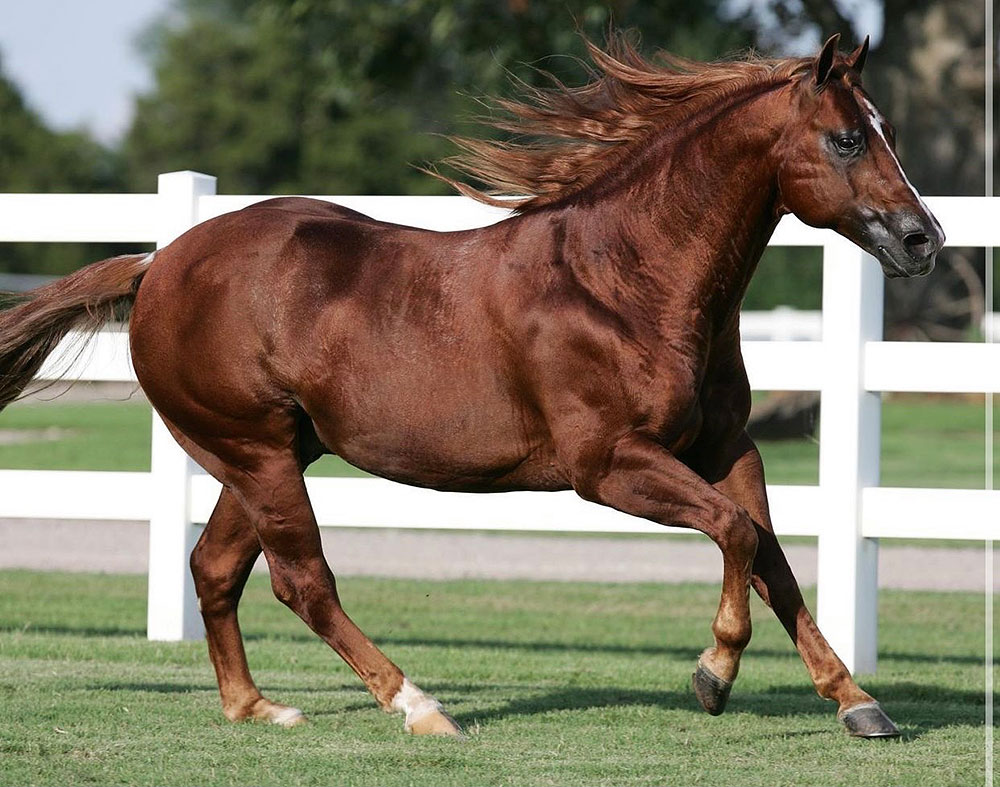 Reining World Mourns the Loss of Smart Like Juice - NRHA