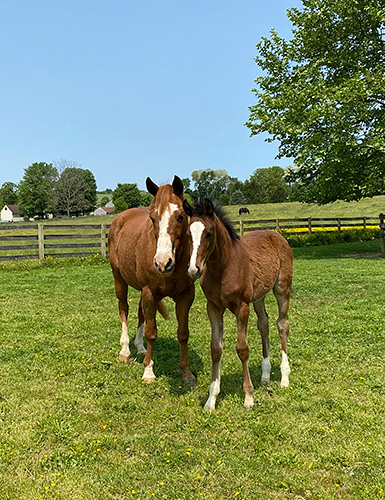 Behind The Slide – Patrick Weaver - NRHA