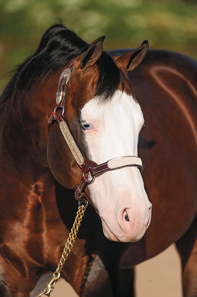 Spooks Gotta Gun Leaves a Legacy - NRHA