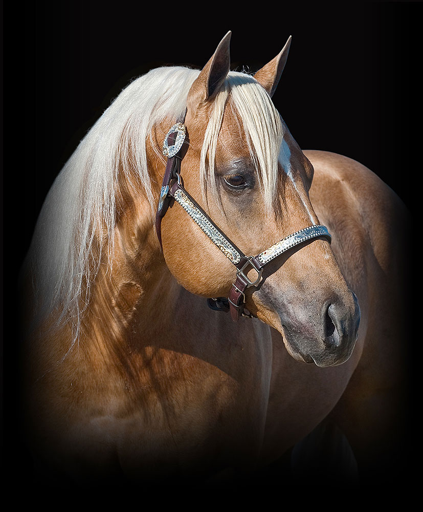 $4 Million Sire: Shiners Voodoo Dr & Jacs Electric Spark - NRHA