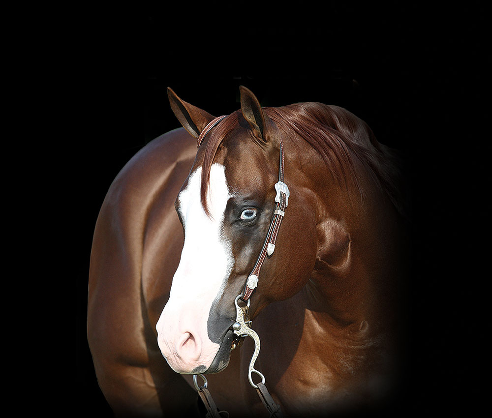 Gunners Special Nite Surpasses $7 Million Sire Milestone - NRHA