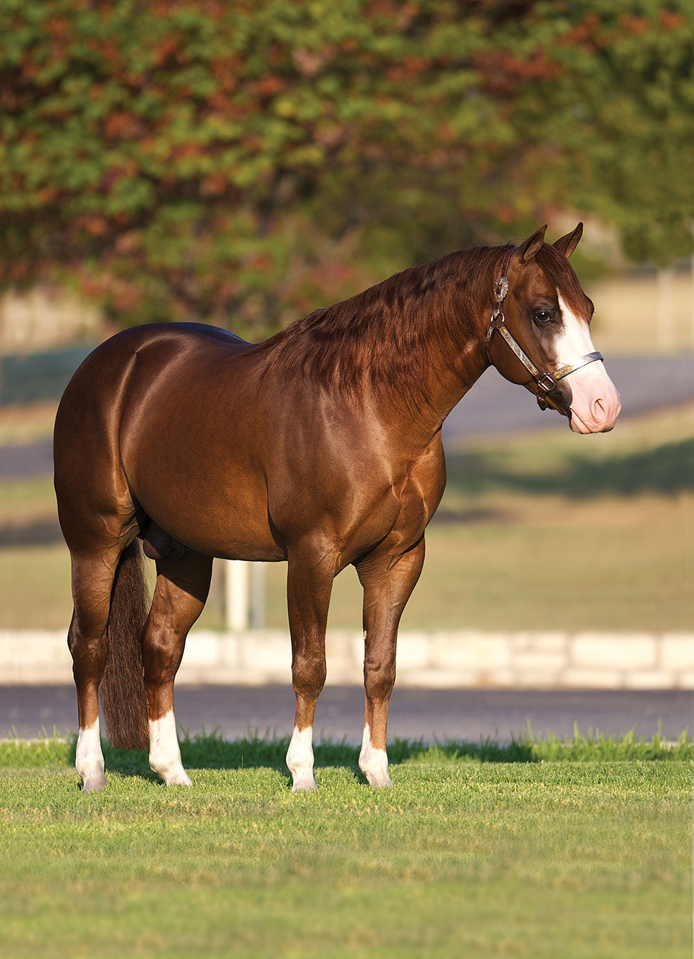 Gunnatrashya Joins Legendary Sire Gunner as NRHA $15 Million Sire - NRHA